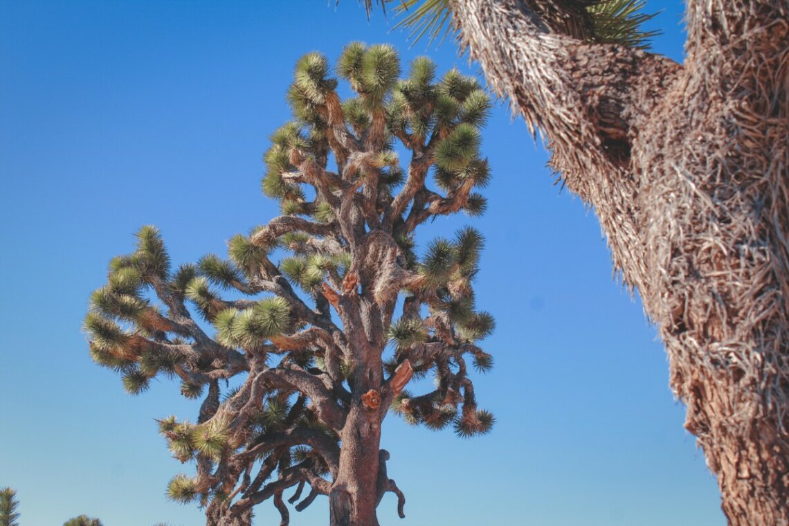 10 Things To Do On A Day Trip To Joshua Tree - Passport To Eden