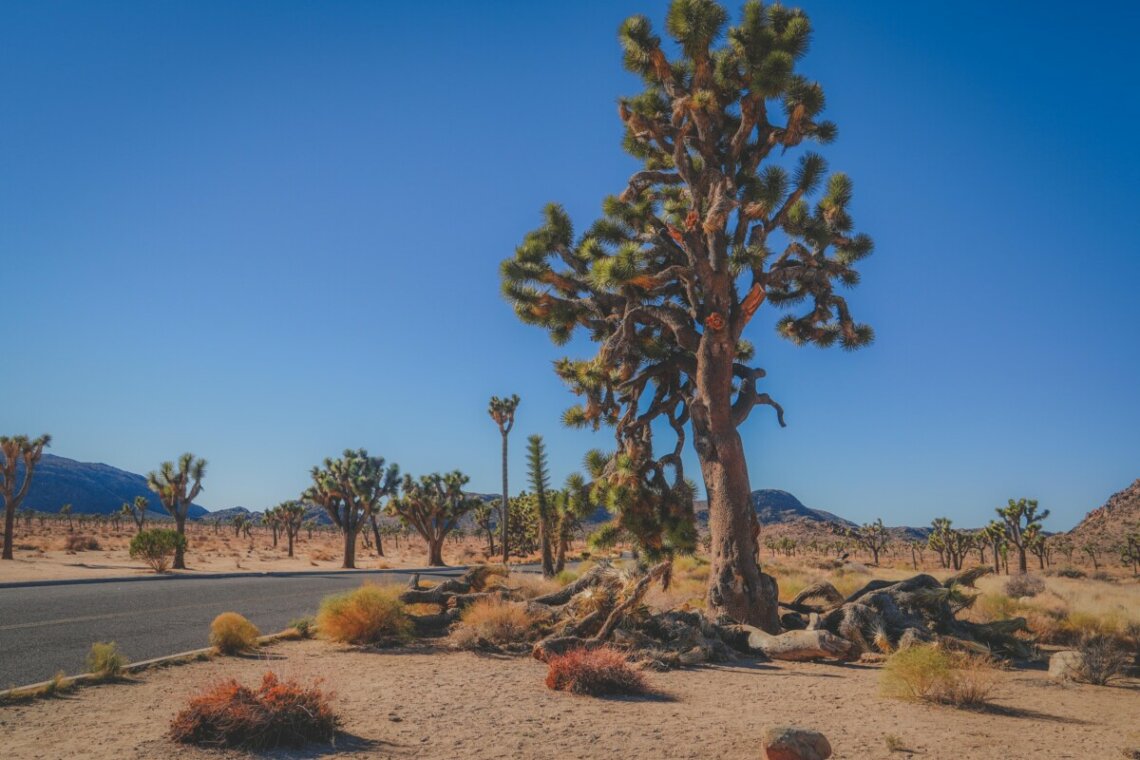 10 Things To Do On A Day Trip To Joshua Tree - Passport To Eden